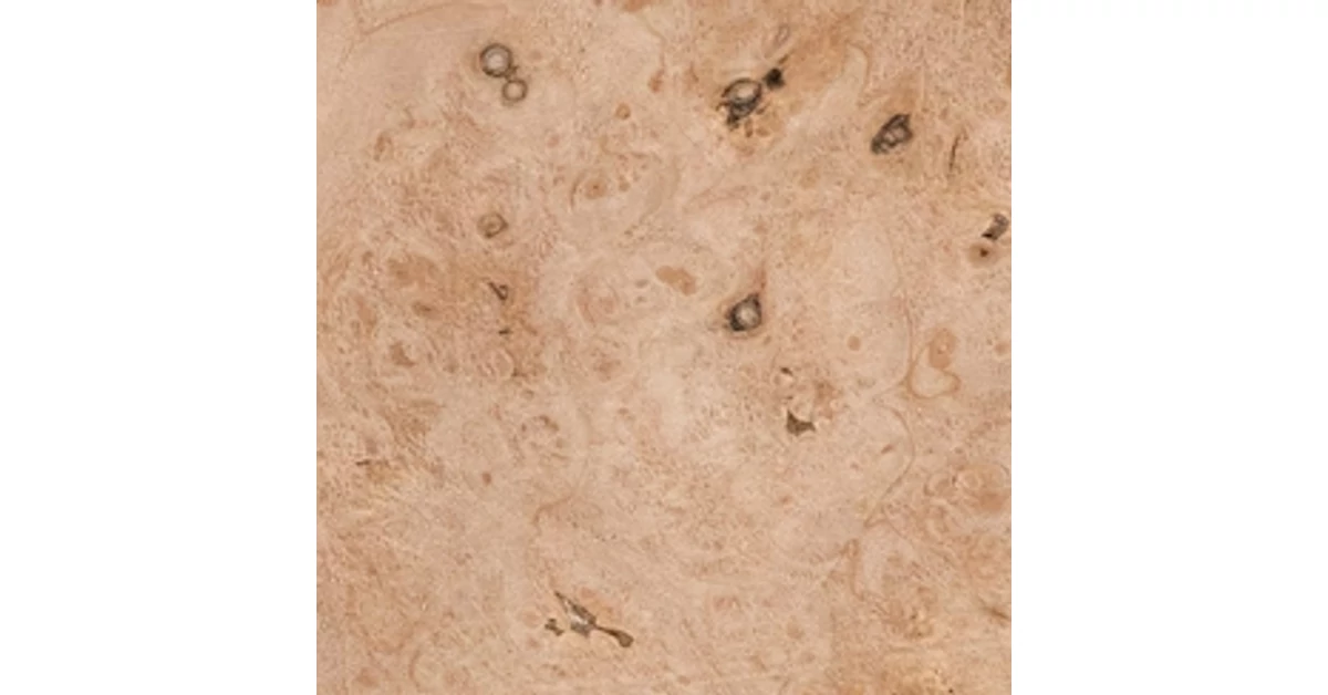 Nyárfa | Épfa - Építsünk együtt