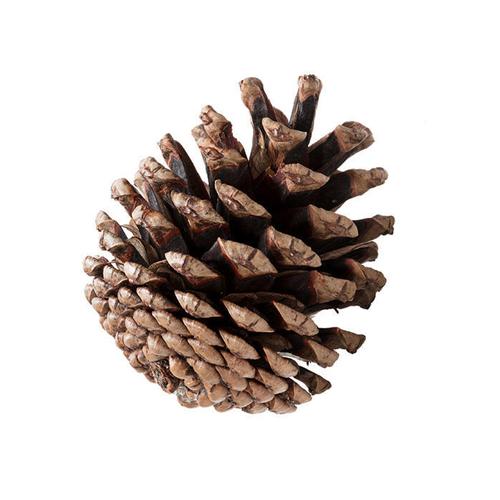 Fenyőtoboz Mountain Pine Cone stabilizált 60 x 50 mm Dictum | Épfa ...