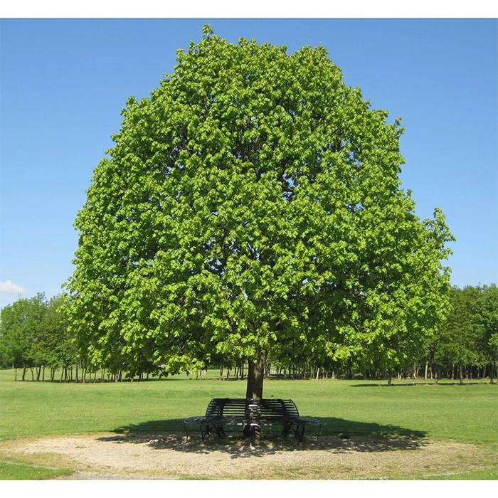 Hársfa delfin forma hobbi fa faragáshoz 120 mm x 80 mm x 20 mm | Épfa ...